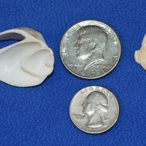 Canariums Half Cut Seashells / Average Size Range 1 1/4 Inch to 1 3/4 ...