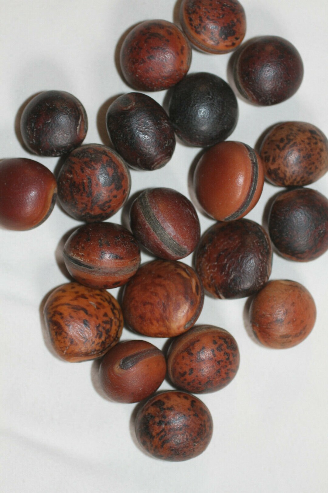 SEA Beans,natural Hamburger Beans,beach Decor,shell Craft,sailors ...