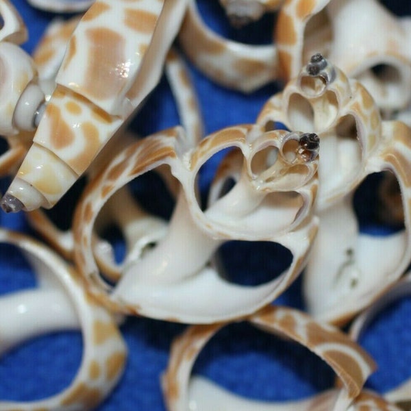 Cut Seashells - Etsy