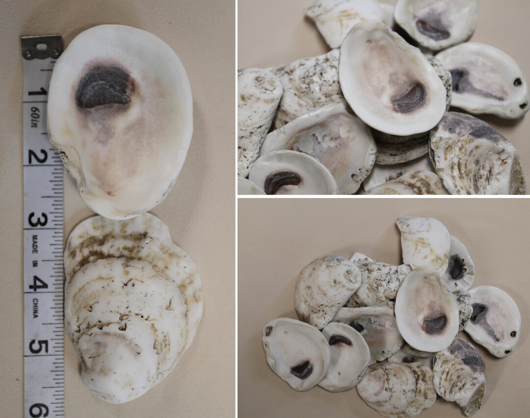 Oyster Shells Tumbled Smooth 2 to 3 Inch Pack Handmade by Shorely Yours ...