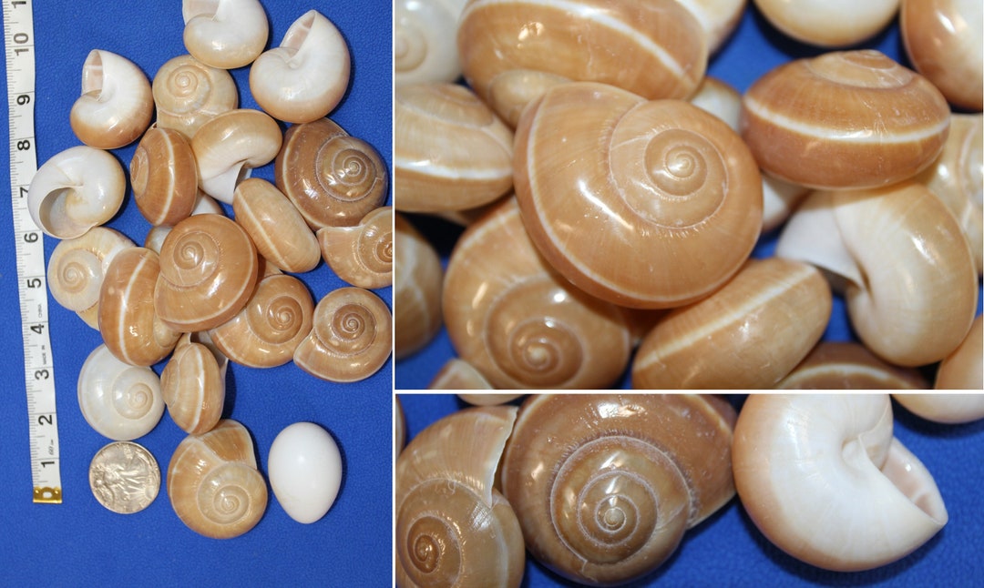 MEGA Muffin Snails,whole Seashells,ready for the Collector,teachers Aid ...