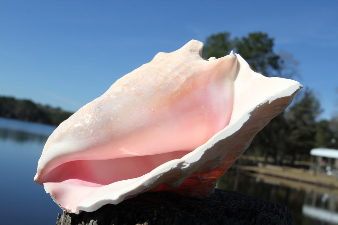 Pink Conch Shell, D-5, Size Approx: 8" - 9" Long, Free Ship - Etsy