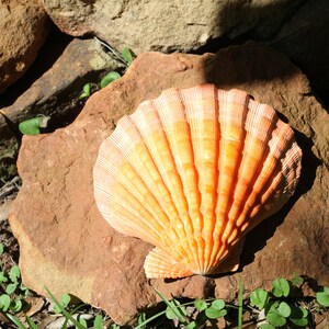 LIONS PAWS SEASHELLS, Large Orange Craft Shells, Collectible, Sailors ...