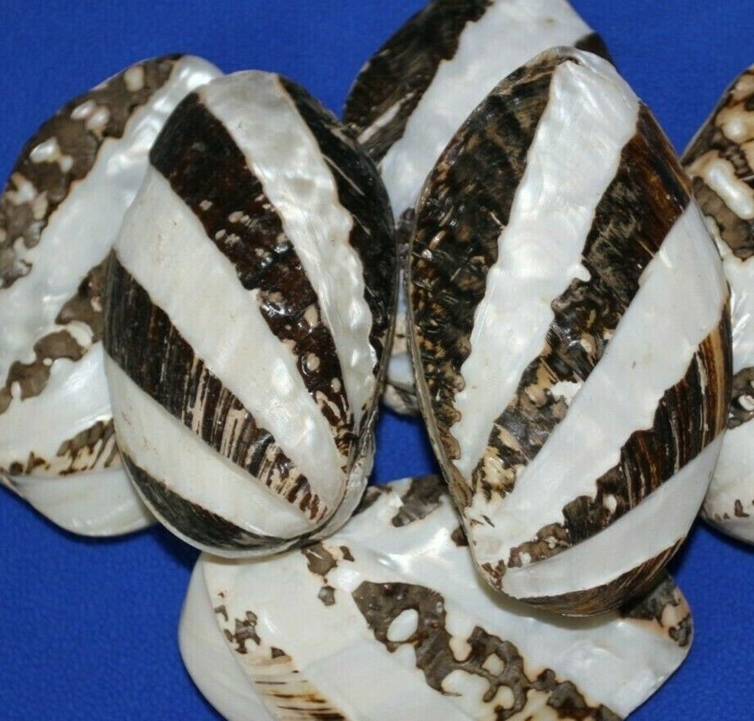 Large Whole Clam Shells Identical Pairs Glued Together, Pearled White ...