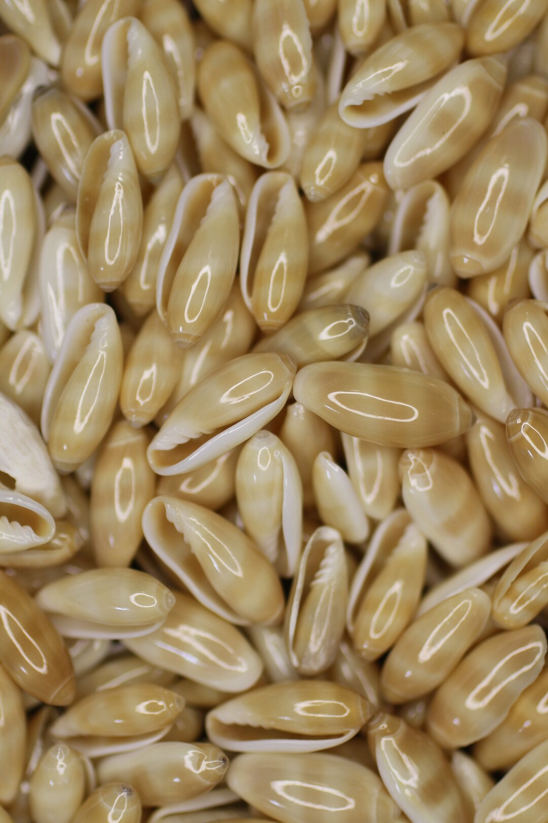 RICE SHELLS These Are Tiny Craft Seashells Used by Shell Arts and ...