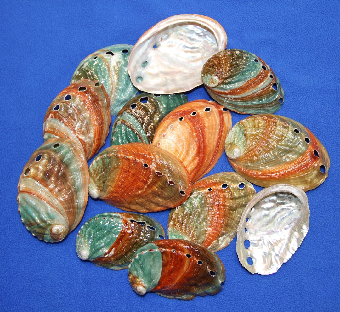 KOREAN ABALONE Seashells / Craft Supply / Sailors Valentines / Island ...