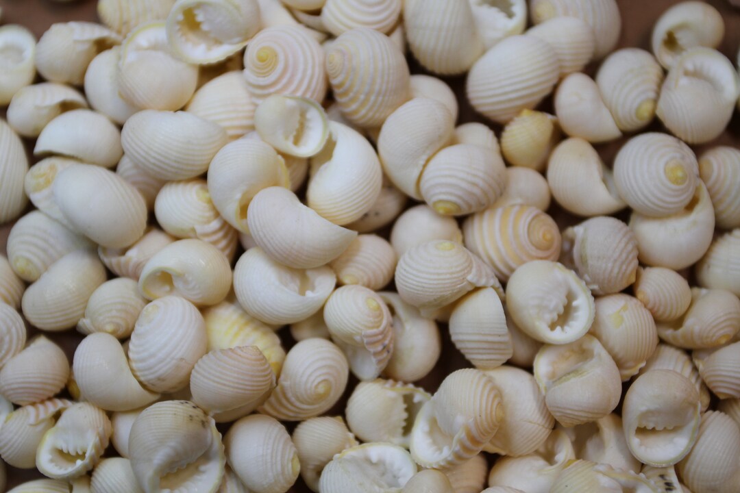 1 Pound-nerita Plicate,beach Decor,mosaic Supply,jewelry Supply,candle ...