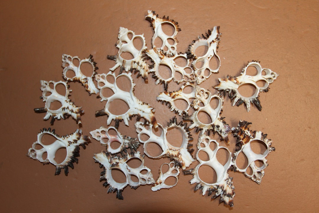 Murex Endiva Center Cut Seashells Great for so Many Different Shell ...