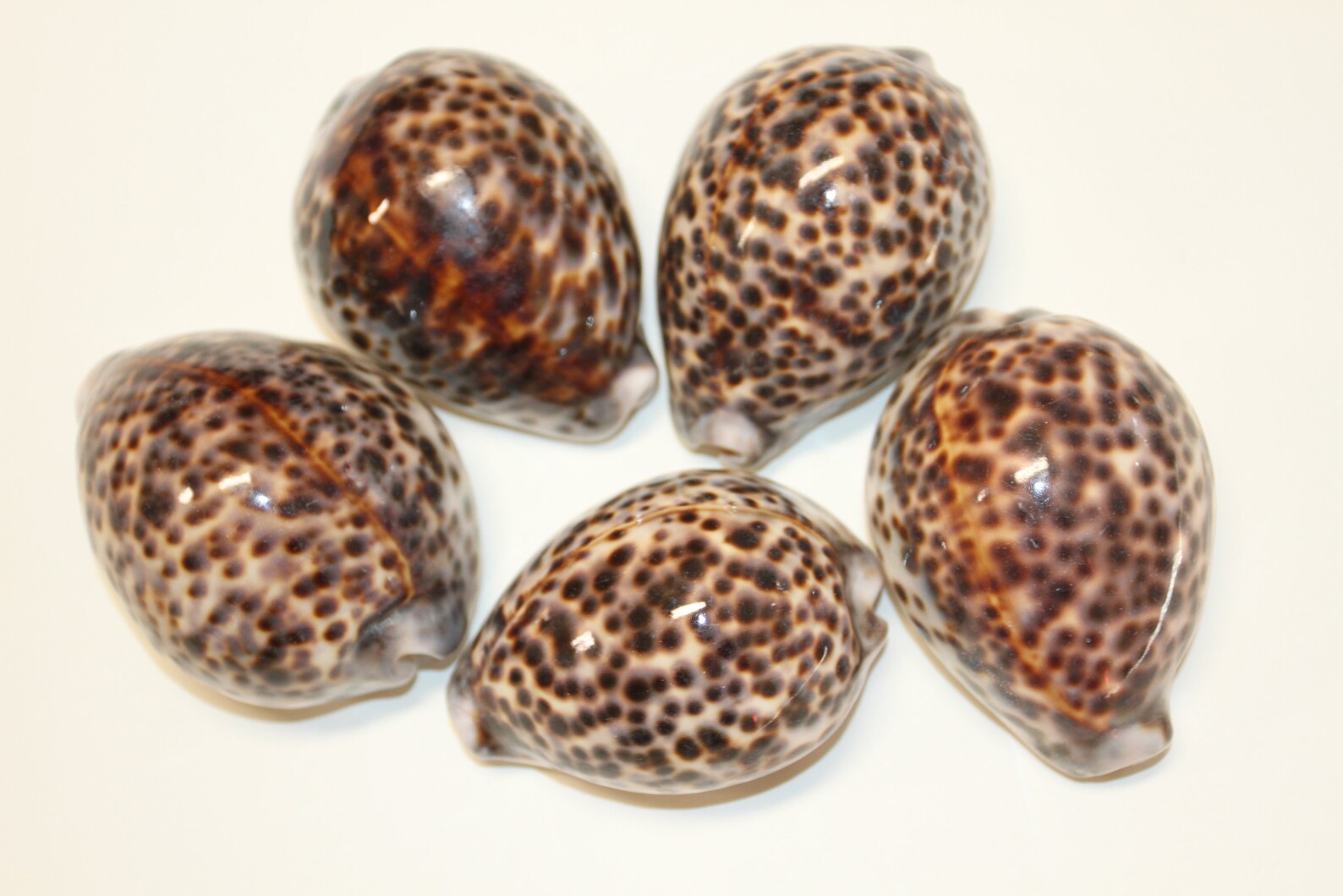 TIGER COWRY, Seashells, 3+", Collectible, All Occasion Gift, Mothers ...