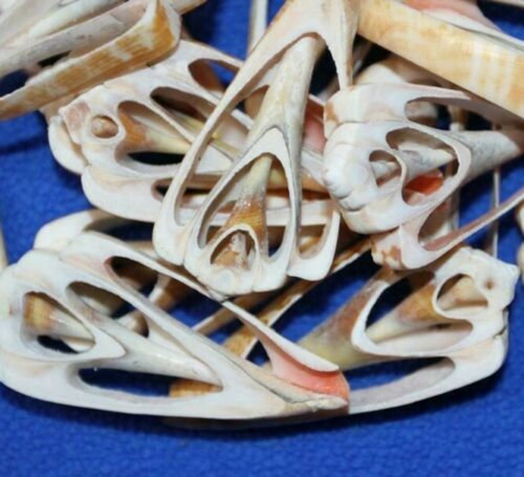 25- LUHUANUS, Cut/sliced Seashells, Beach Decor, Sailors Valentines, Craft Shells, Jewelry ...
