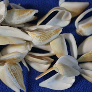 Canariums Half Cut Seashells / Average Size Range 1 1/4 Inch to 1 3/4 ...