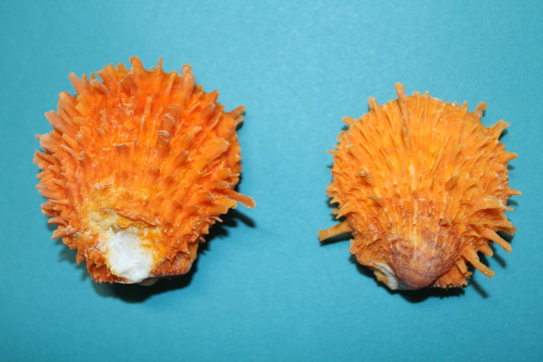 SPONDYLUS, Barbatus, Seashell Home Decor, Craft Supplies, Mothers Day ...