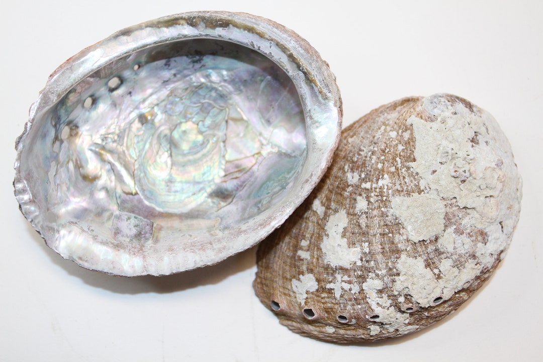 Abalone From the Gulf of Mexico. Outside is Rough the Inside - Etsy