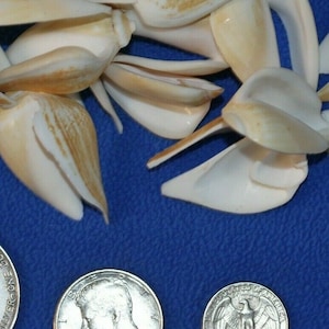 Canariums Half Cut Seashells / Average Size Range 1 1/4 Inch to 1 3/4 ...