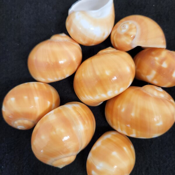 Orange Seashells - Etsy