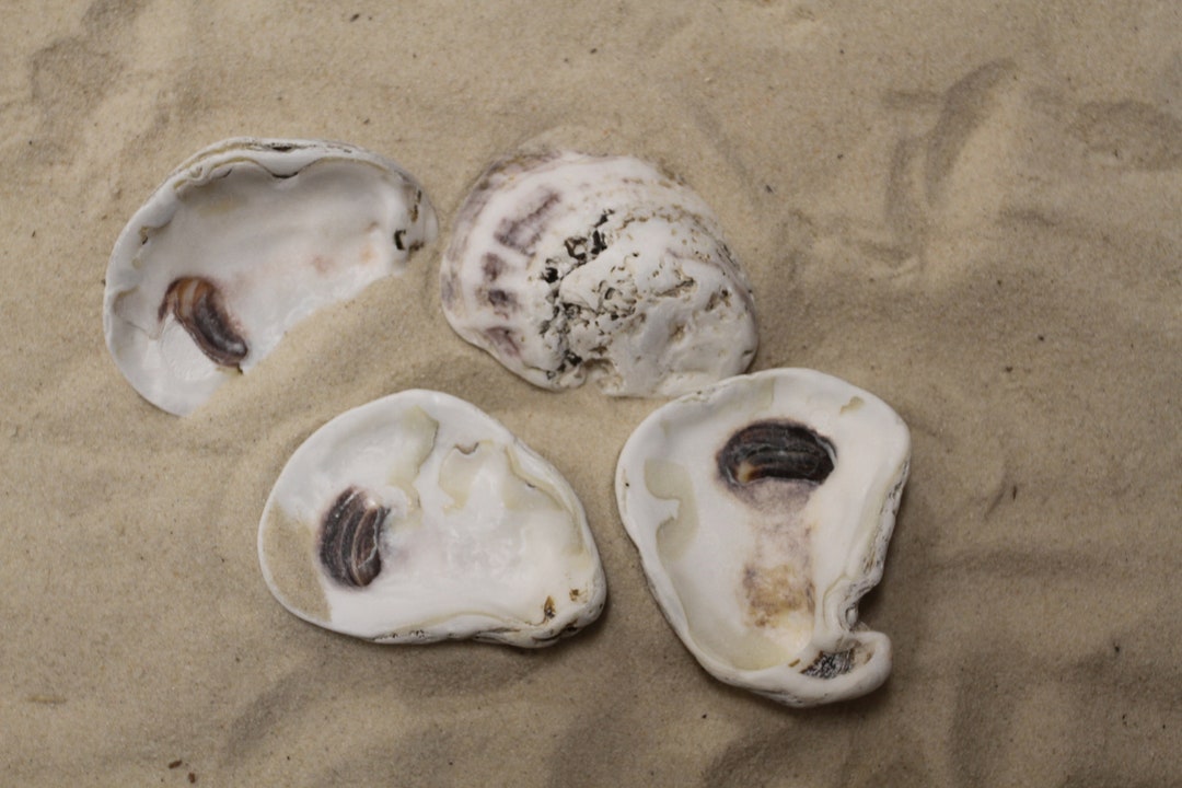 The Best Quality Oyster Shells Surf Tumbled Look - 2 to 3 Inch / Pack ...