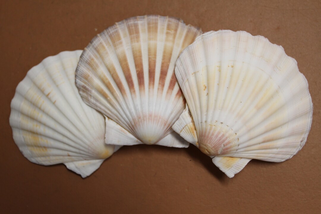 IRISH CUPS, Large White Seashells, Beach Decor, Collectibles, 4-5 ...