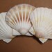 THAIS MANCINELLA, Seashells, Beach Decor, Sailors Valentines,craft ...