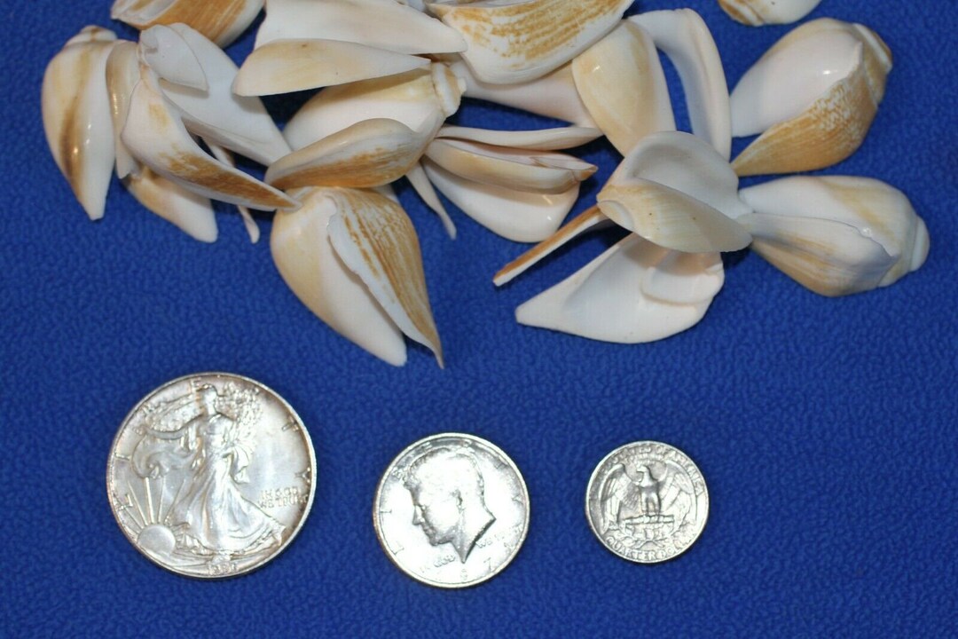 Canariums Half Cut Seashells / Average Size Range 1 1/4 Inch to 1 3/4 ...
