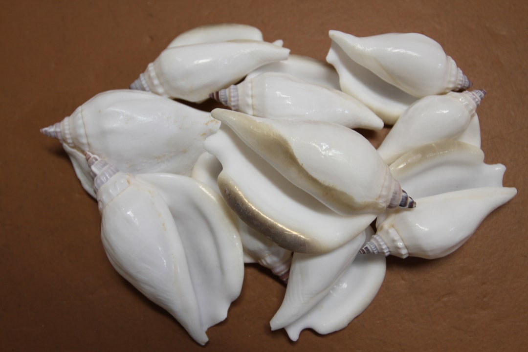 Strombus Epedromis or swan Conch is a Lovely Seashell Used for Coastal ...