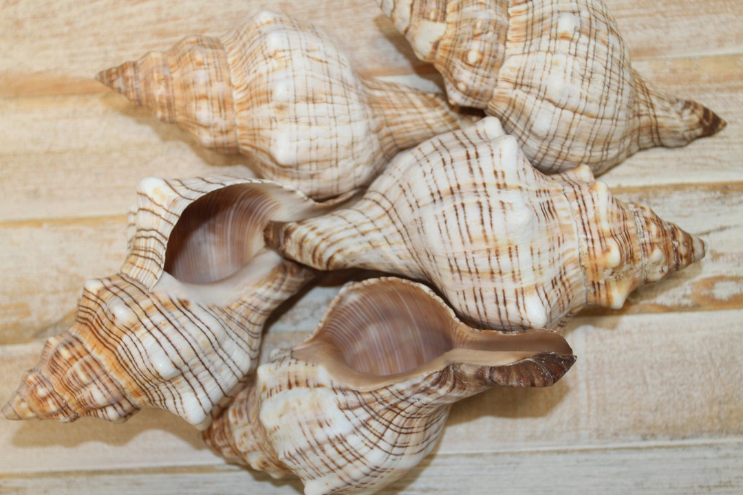 4 1/2 Inch to 5 Inch Conch Style Sea Shells for Sale SS-163 - Etsy