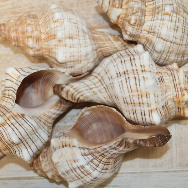 Shells for Sale - Etsy