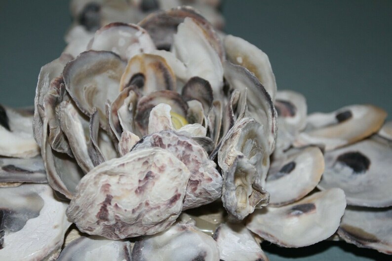 Large Oyster Shells Wall Cross Coastal Beach Home Decor - Etsy