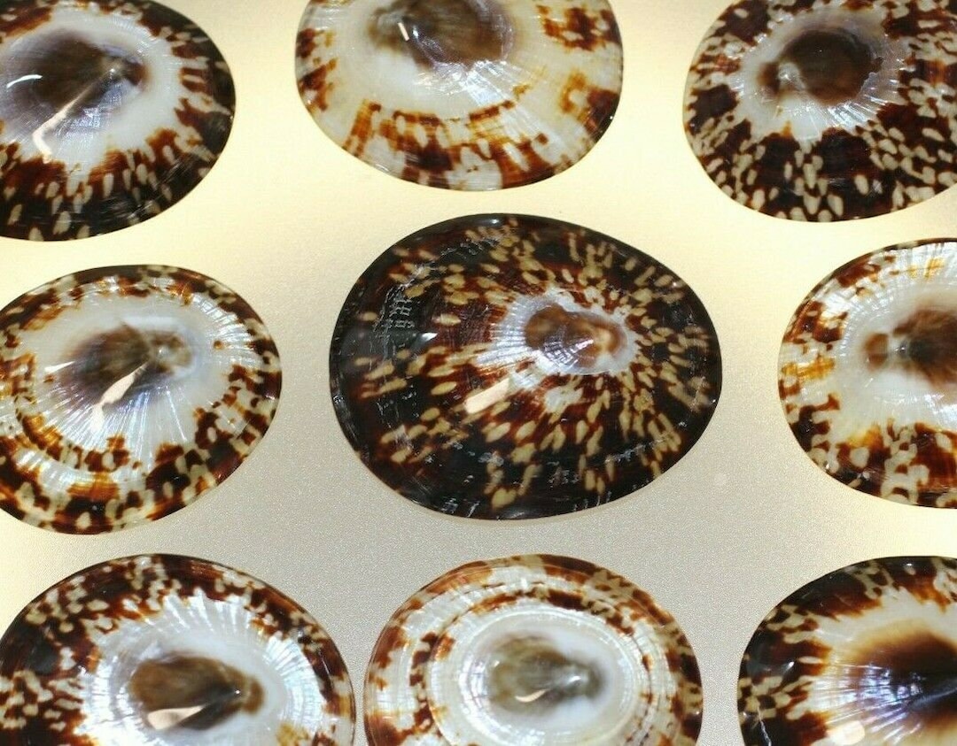 10-POLISHED Limpets,small Brown Limpets,all Occasion Gift,beach Art ...