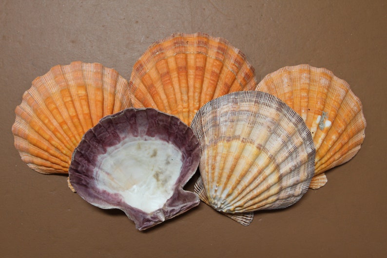 LIONS PAWS Seashells, Large Orange Craft Shells, Collectible, Sailors ...