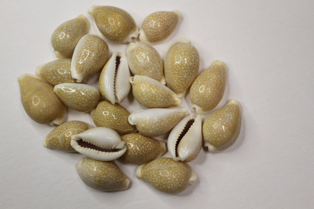 Cowry Miliaris - A Small Shiny Seashell for All Shell Crafting Projects ...