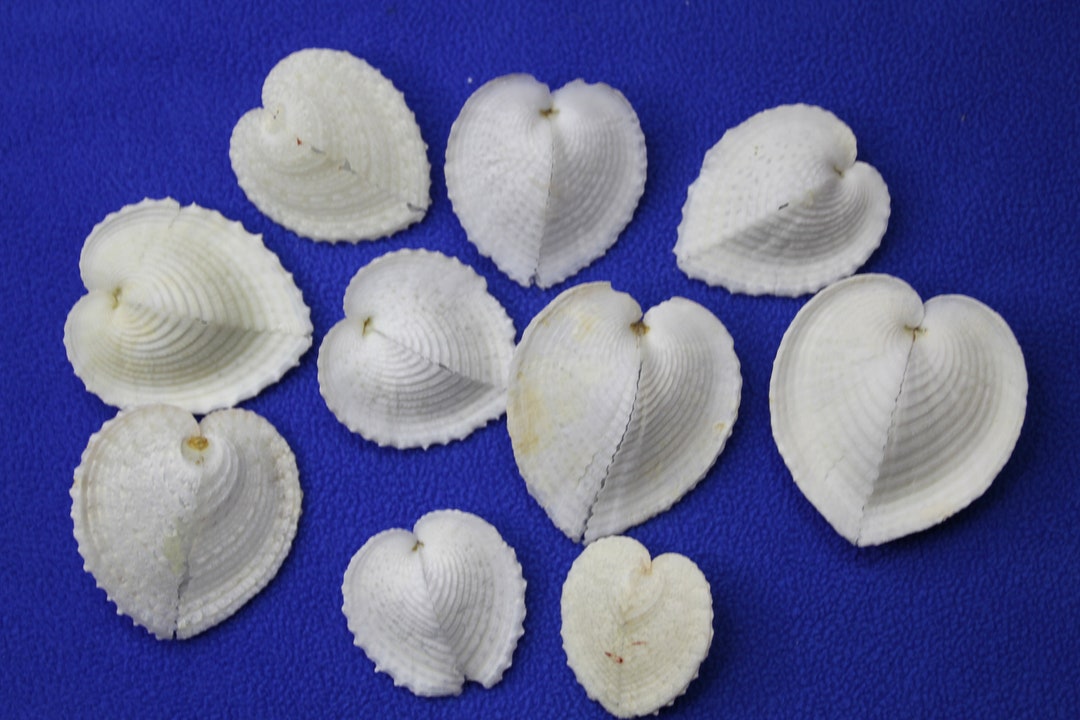 Cardium Cardissa (hearts) Med/lg White Seashell Popular With Shell ...