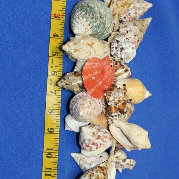 Seashell Hanging - Etsy