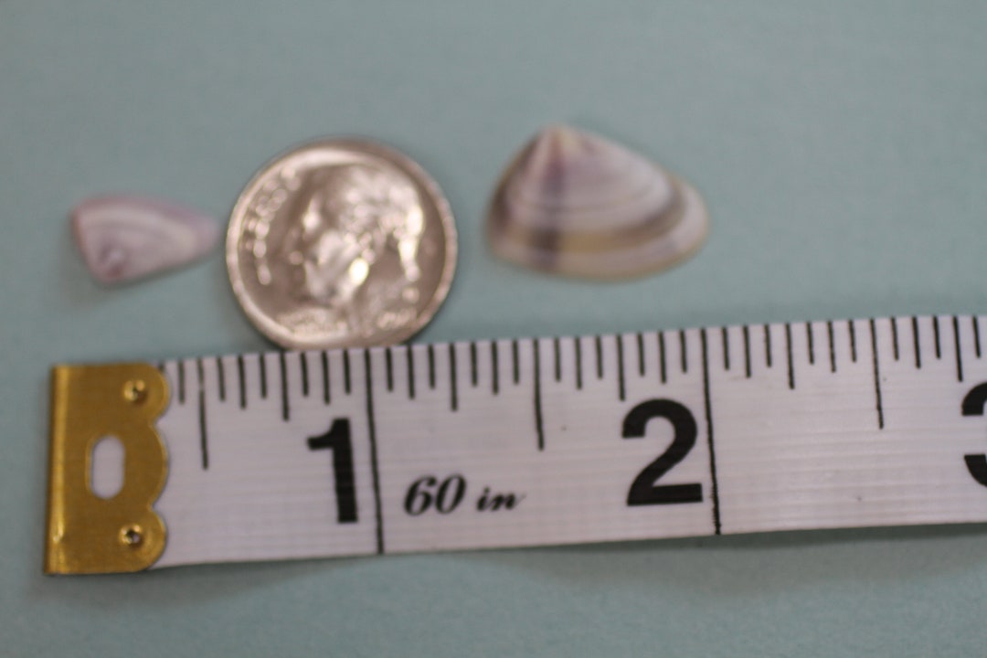 Small Size Filler Sea Shells Lavender Cream Pink Colors, 1/4 to 1/2 ...