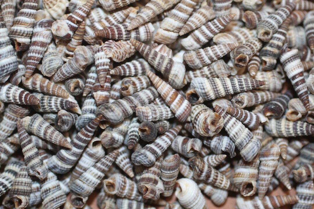 Cerith - Tiny Seashell is a Must-have for Shell Crafters, Crafting ...