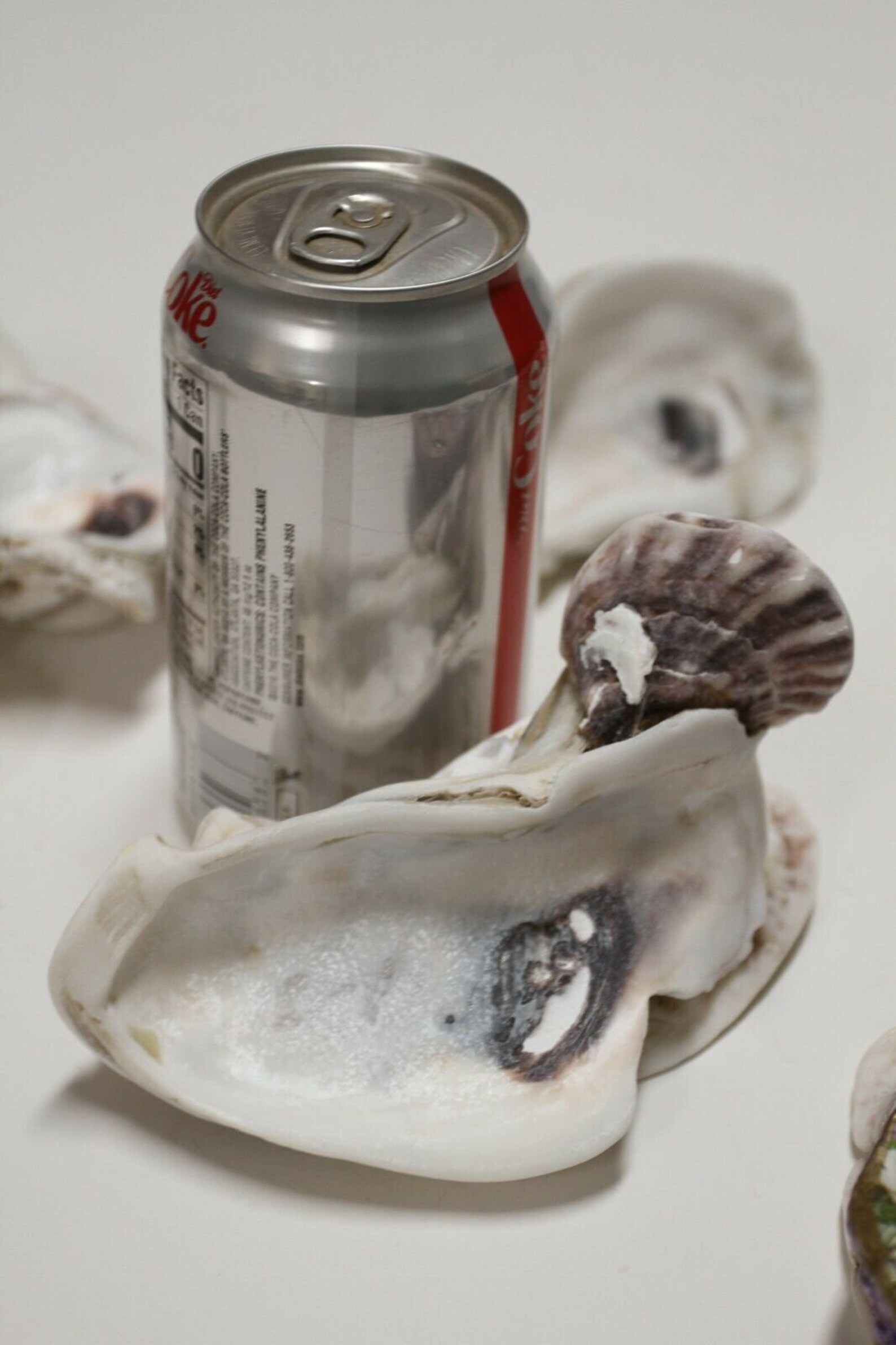 Oyster Shells Clusters for Wedding Venue Decor Projects WOF | Etsy