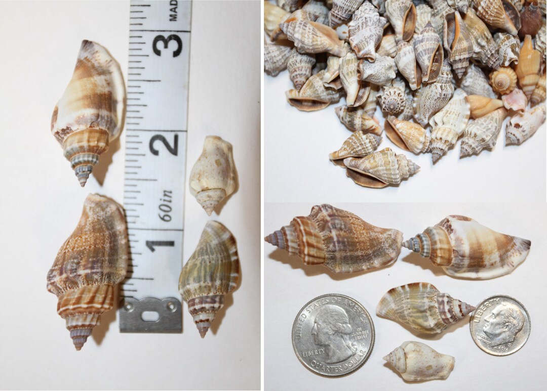 Strombus Urceus Seashells for Sale SS-183 - Etsy