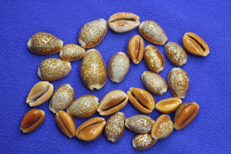 Honey Cowry A Small Seashell With Rich Colors. Shell Crafters Must-have ...