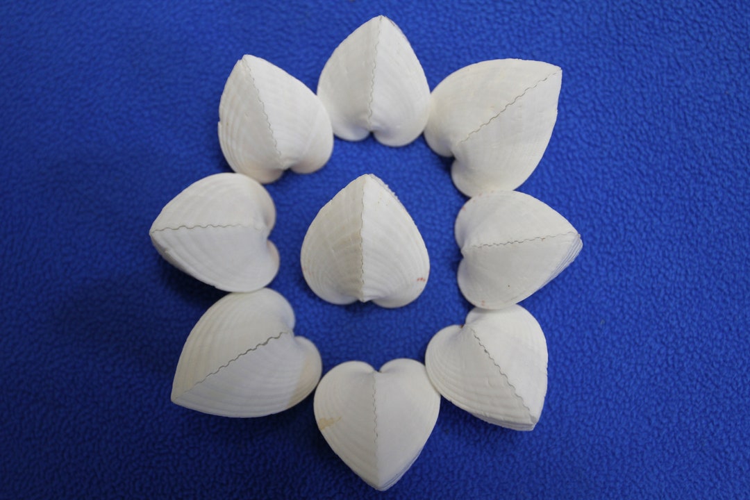 HEART Shaped....seashell, Cardium Fragum, Used for Shell Artistry and ...