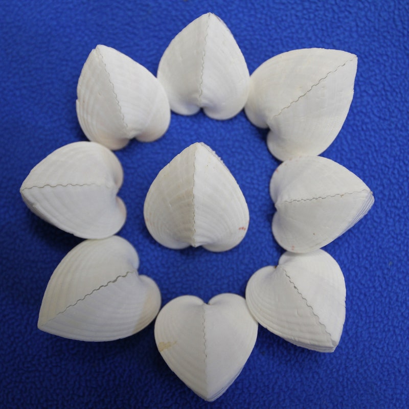 Heart Shaped Shell - Etsy