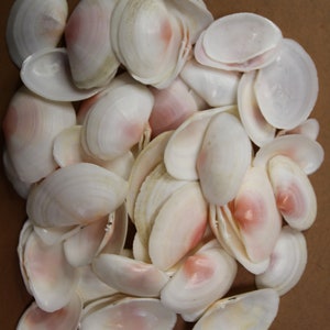 Rose Tellins Seashell Used by Shell Crafting Artists, Jewelry Makers ...