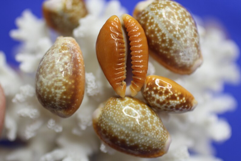 Honey Cowries A Small Seashell for Upscale Craft Supplies. Rich Colors ...