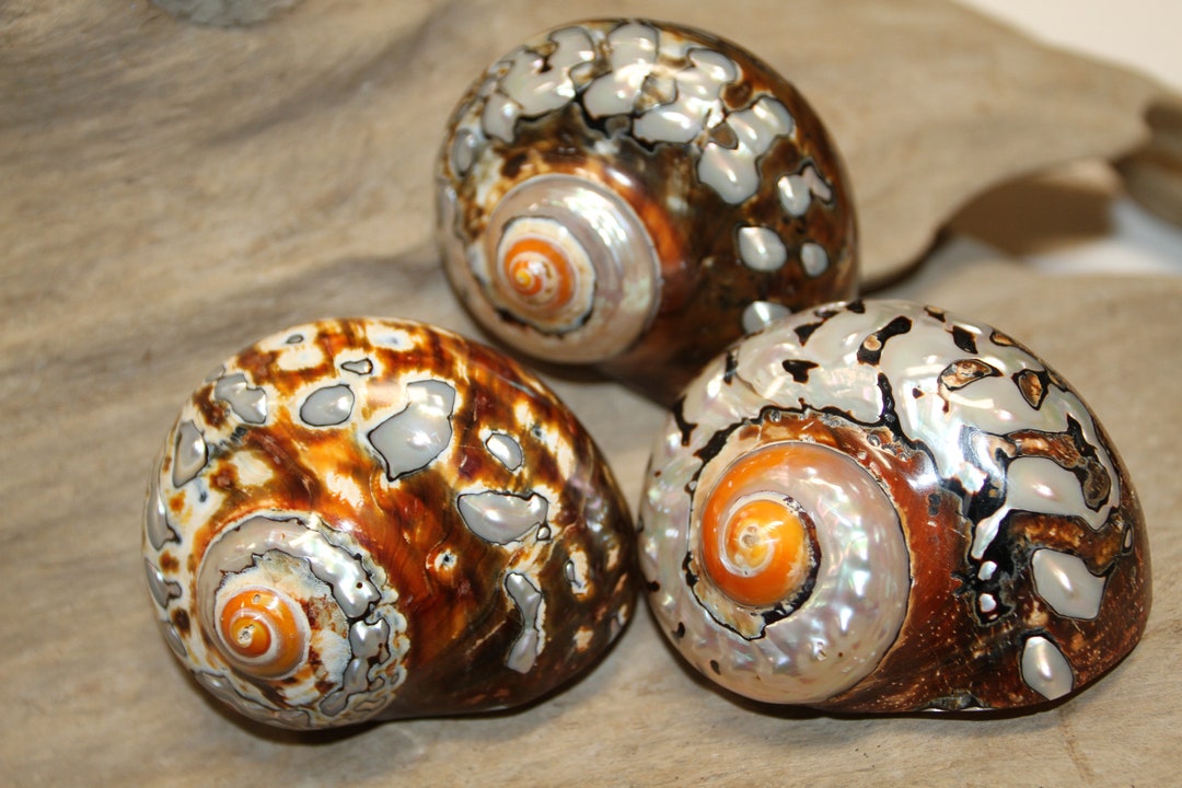 AFRICAN SARMATICUS / First Quality Shells / Jewel Like Polished ...
