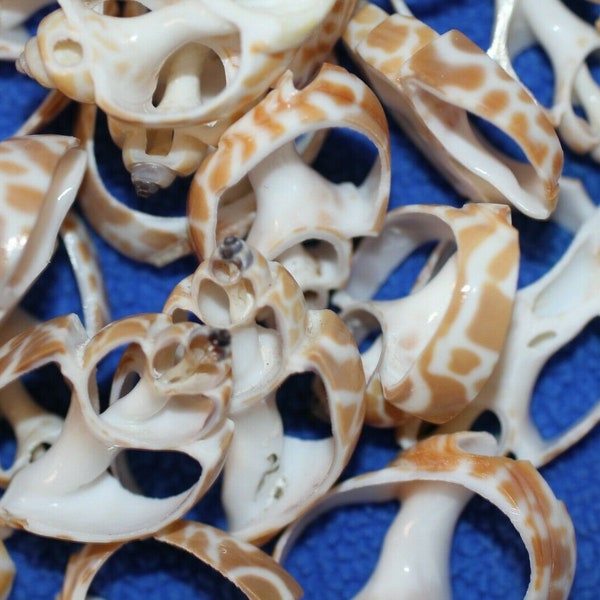 Cut Seashells - Etsy