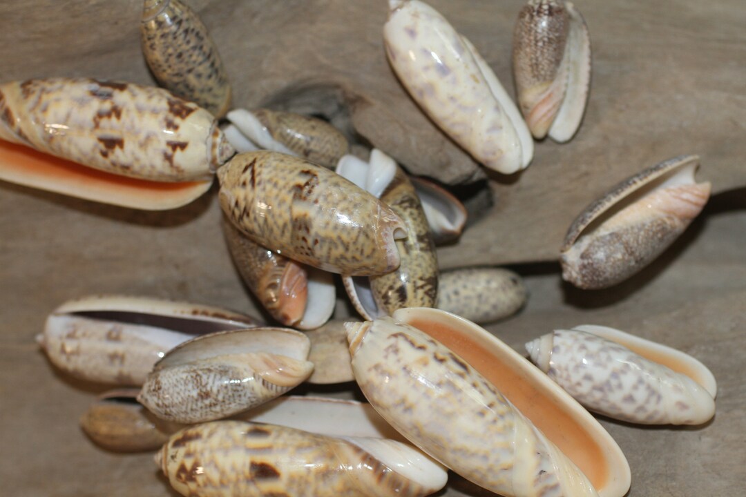 Variety Mix of Olive Sea Shells for Crafts, Bulk Priced, SS-156 - Etsy