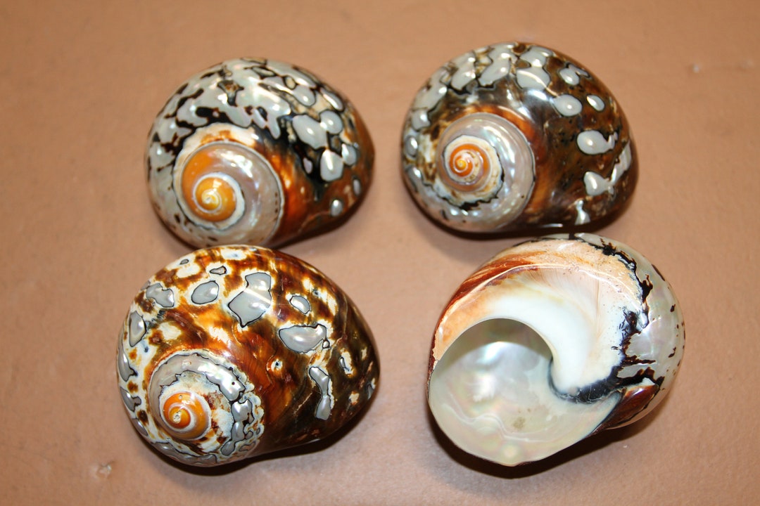 AFRICAN SARMATICUS / First Quality Shells / Hermit Crab Turbo Seashell ...