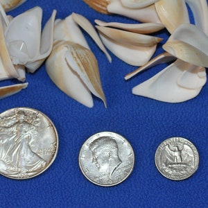 Canariums Half Cut Seashells / Average Size Range 1 1/4 Inch to 1 3/4 ...