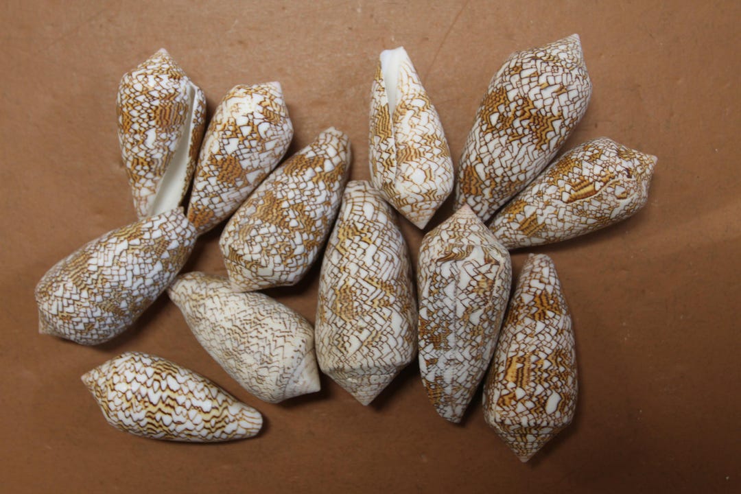 Large Seashells,textile Cones,display Shells,collectibles,wreath Supply ...