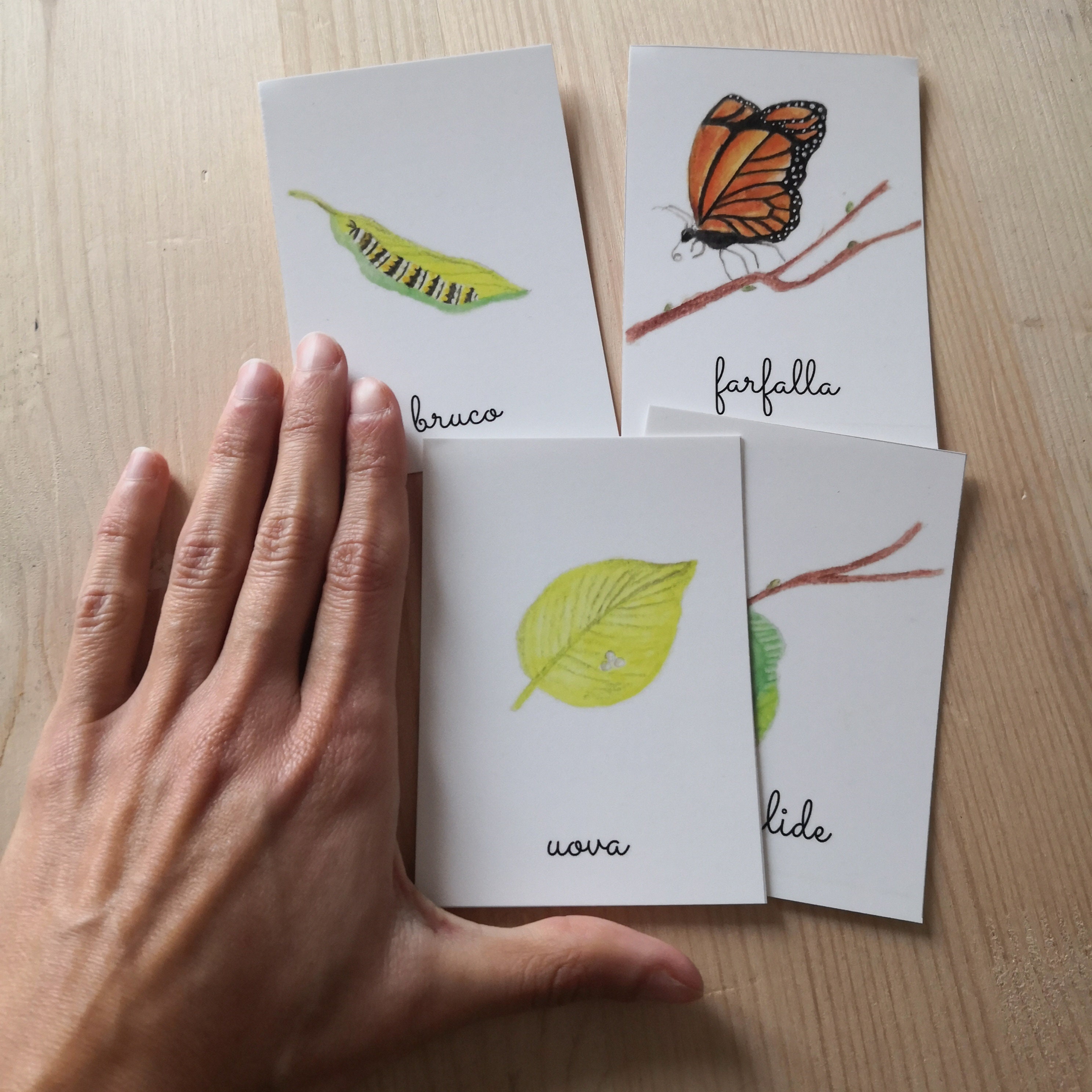 Butterfly Life Cycle Nomenclature Cards, Montessori Nomenclature ...