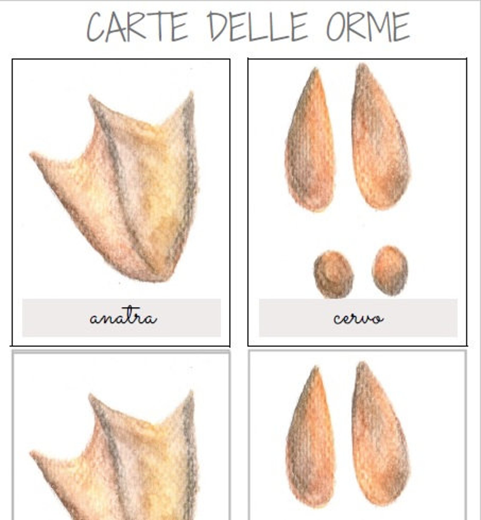 Carte Nomenclatura tipo Montessori orme animali del bosco - Etsy Italia