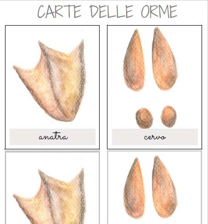 Carte Nomenclatura Tipo Montessori Orme Animali Del Bosco - Etsy Ireland